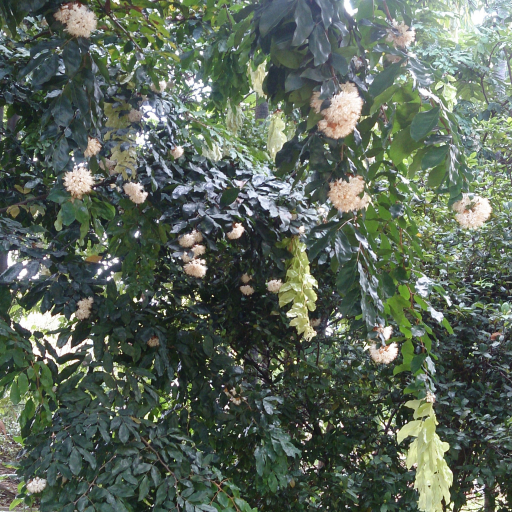 Maniltoa Grandiflora Plant Care & How to Grow, Water