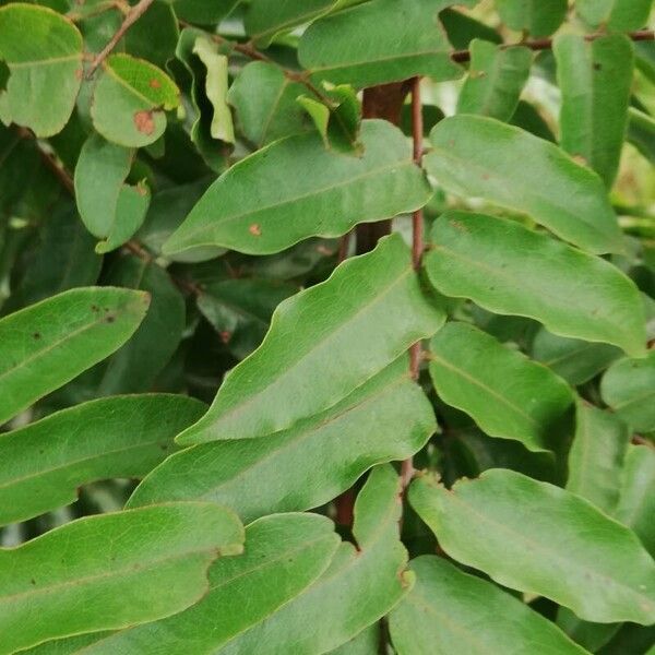 Manotes Expansa Plant Care & How to Grow, Water