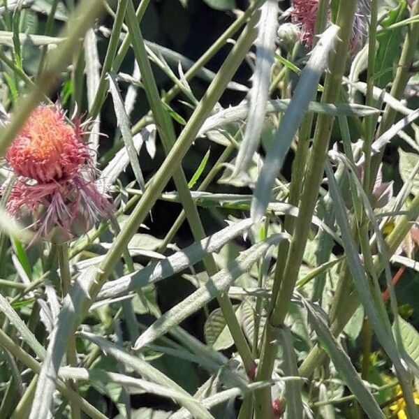 Arizona Barrel Cactus (Ferocactus Wislizeni) Plant Care & How to Grow ...