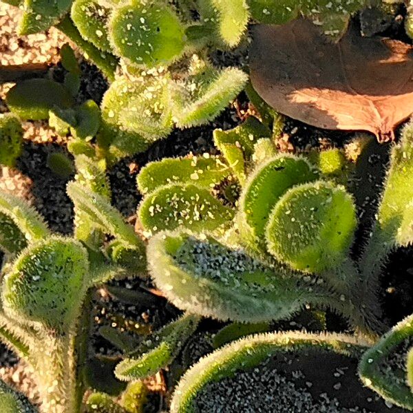 Manulea Tomentosa Plant Care & How to Grow, Water