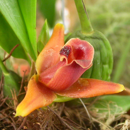 Mapinguari Desvauxianus Plant Care & How to Grow, Water