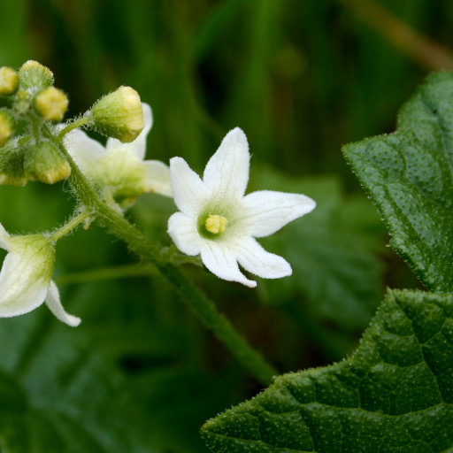California Manroot (Marah Fabacea) Plant Care & How to Grow, Water