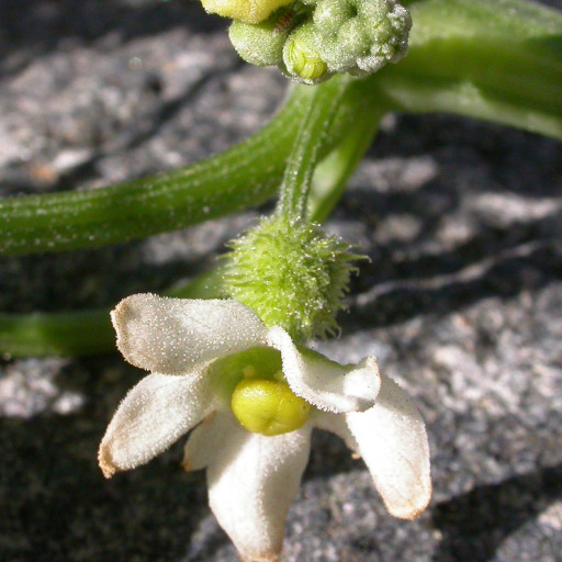 Cucamonga Manroot (Marah Macrocarpa) Plant Care & How to Grow, Water