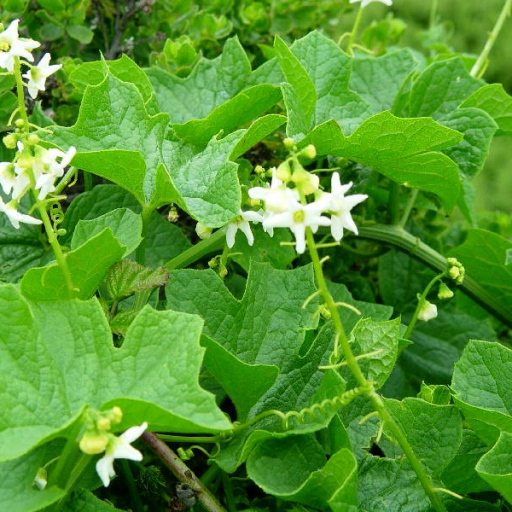 Coastal Manroot (Marah Oreganus) Plant Care & How to Grow, Water