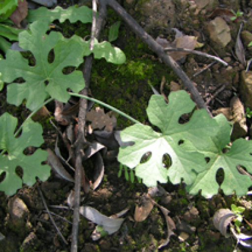 Taw Manroot (Marah Watsonii) Plant Care & How to Grow, Water