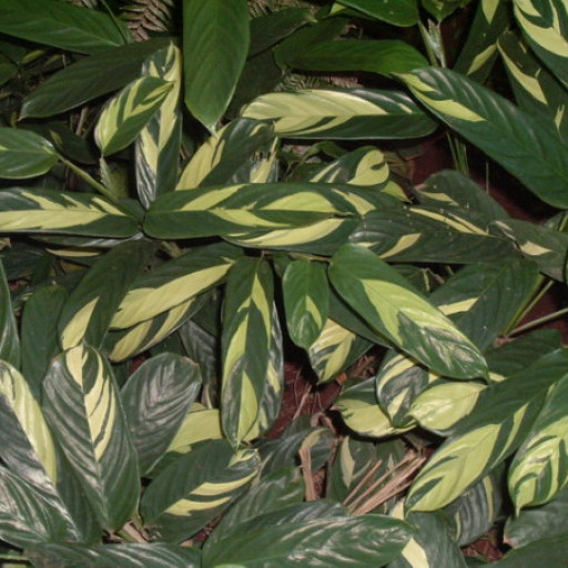 Arrowroot (Maranta Arundinacea) Plant Care & How to Grow, Water