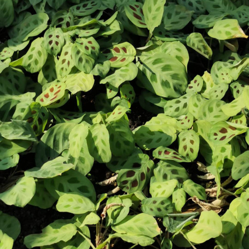 Prayer (Maranta Leuconeura) Plant Care & How to Grow, Water