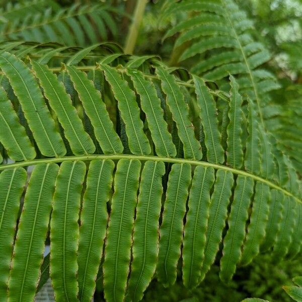 Marattia Fraxinea Plant Care & How to Grow, Water