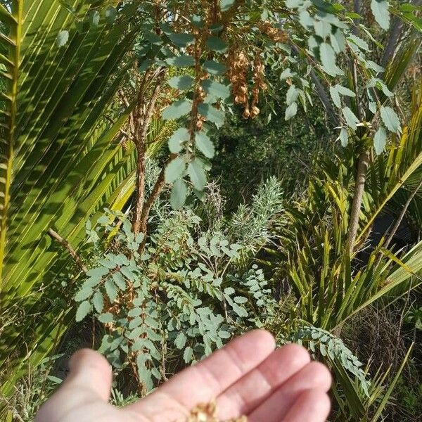 Burnet Tree (Marcetella Moquiniana) Care Guide: Water, Soil ...