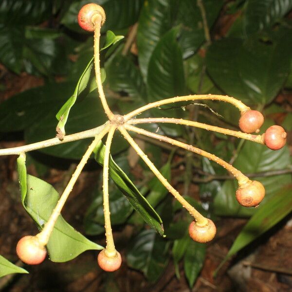 Marcgravia Mexicana Plant Care & How to Grow, Water