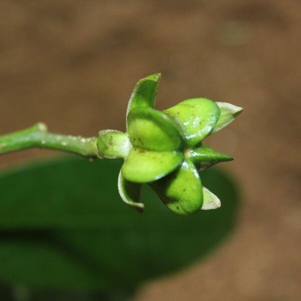 Marcgravia Nervosa Plant Care & How to Grow, Water