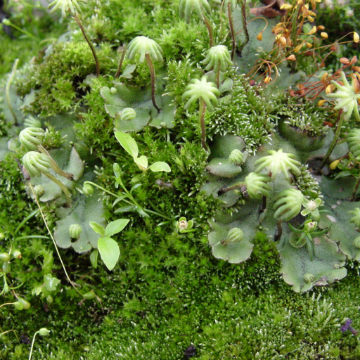 Marchantia Polymorpha Plant Care & How to Grow, Water