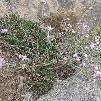 Marcus-Kochia Littorea Plant Care & How to Grow, Water