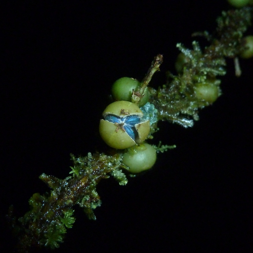 Bastard Hogberry (Margaritaria Nobilis) Plant Care & How to Grow, Water