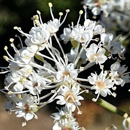 Margotia Gummifera Plant Care & How to Grow, Water