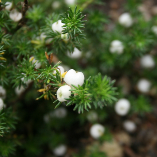 Pearlfruit (Margyricarpus Pinnatus) Care Guide: Water, Soil ...