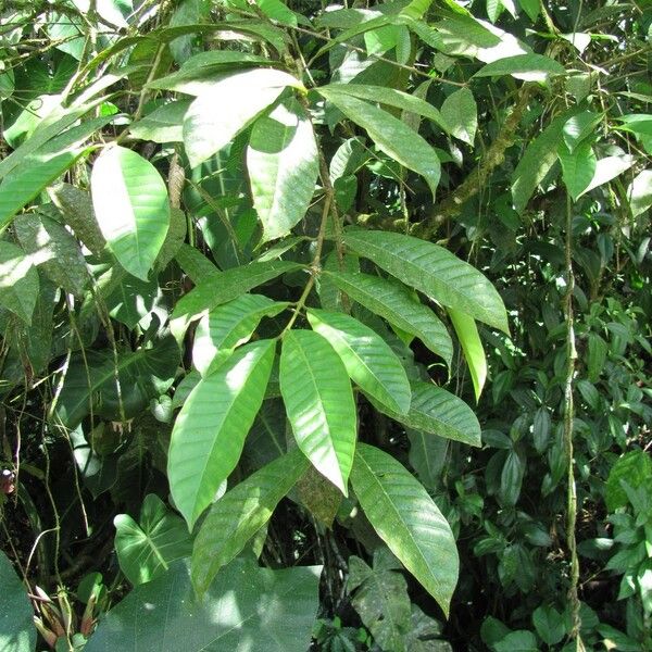 Marila Laxiflora Care Guide: Water, Soil & Propagation - Plantiary