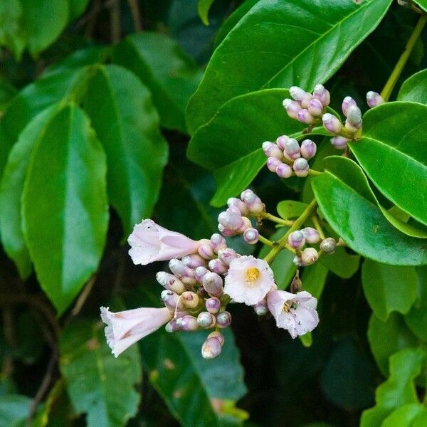 Maripa Nicaraguensis Plant Care & How to Grow, Water