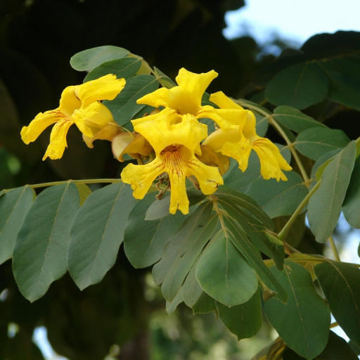 Siala (Markhamia Lutea) Care Guide: Water, Soil & Propagation - Plantiary