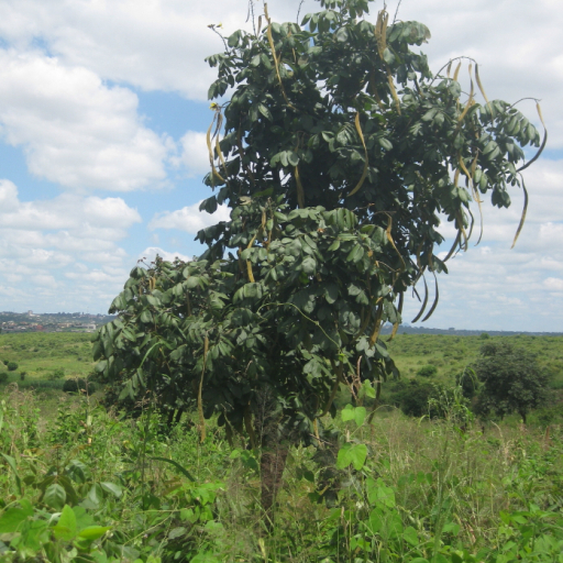 Golden Bean Tree (Markhamia Obtusifolia) Care Guide: Water, Soil ...