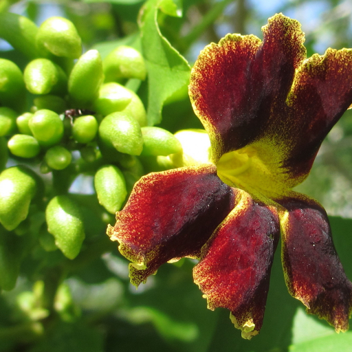 Bellbean (Markhamia Zanzibarica) Plant Care & How to Grow, Water
