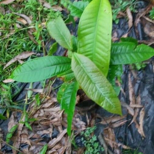 Marlierea Tomentosa Plant Care & How to Grow, Water