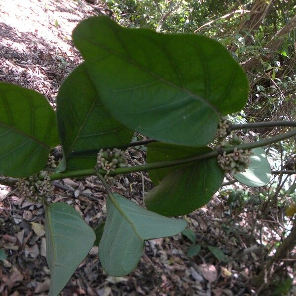 Marsdenia Engleriana Plant Care & How to Grow, Water