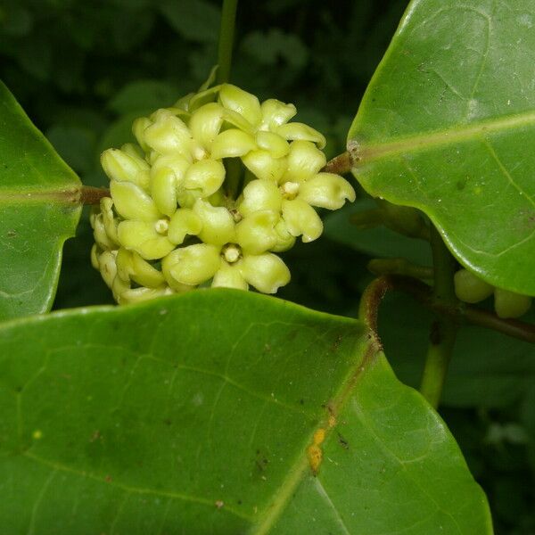 Marsdenia Veronicae Plant Care & How to Grow, Water