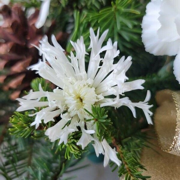 Puffballs (Marshallia Caespitosa) Plant Care & How to Grow, Water