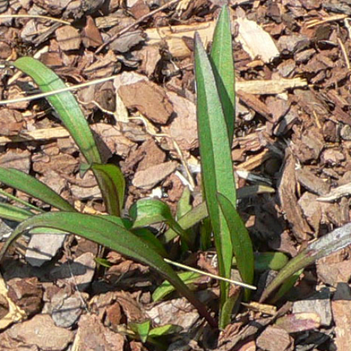 Grassleaf Barbara's Buttons (Marshallia Graminifolia) Plant Care & How ...