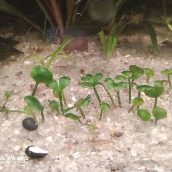 Short-Fruit Nardoo (Marsilea Hirsuta) Care Guide: Water, Soil ...