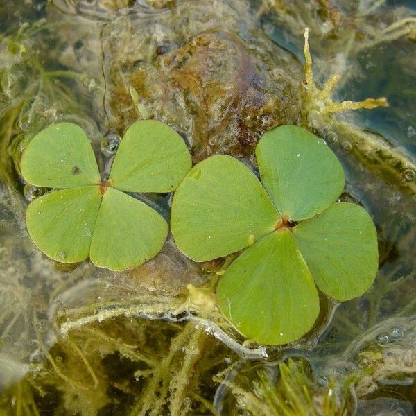 Bigfoot Waterclover (Marsilea Macropoda) Plant Care & How to Grow, Water