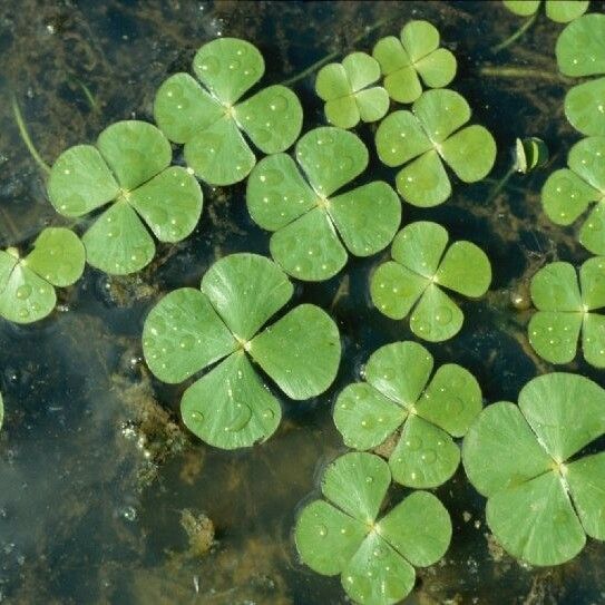 Nardoo (Marsilea Mutica) Plant Care & How to Grow, Water