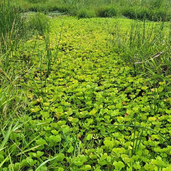 Guayanan Waterclover (Marsilea Polycarpa) Plant Care & How to Grow, Water