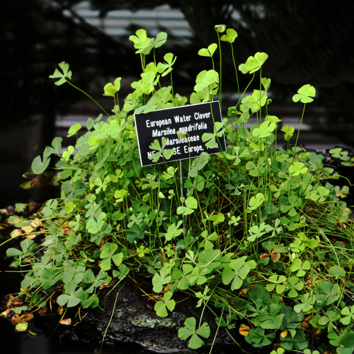 European Waterclover (Marsilea Quadrifolia) Plant Care & How to Grow, Water
