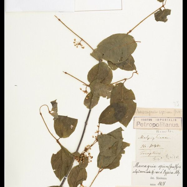 Mascagnia Sepium Care Guide: Water, Soil & Propagation - Plantiary