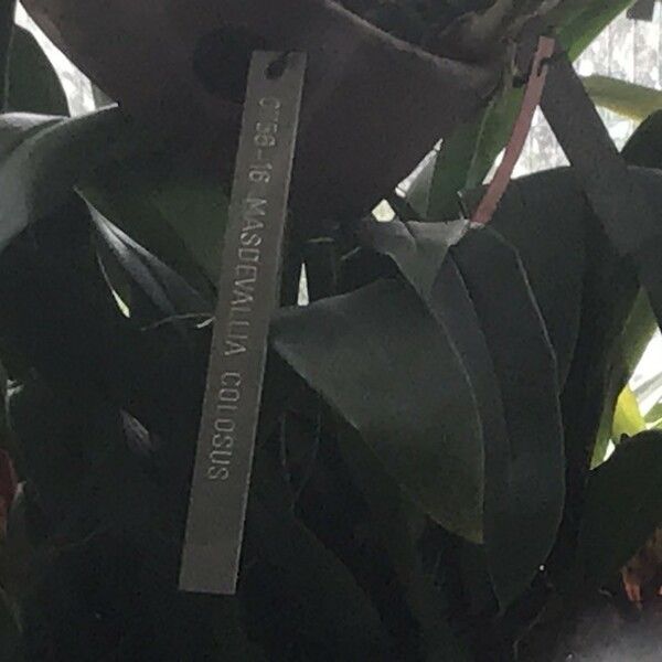 Colossus Orchid (Masdevallia Colossus) Plant Care & How to Grow, Water