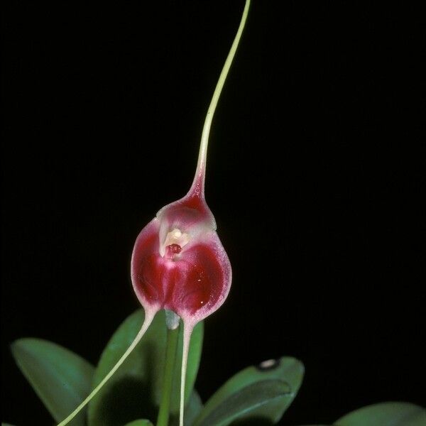 Masdevallia Infracta Plant Care & How to Grow, Water