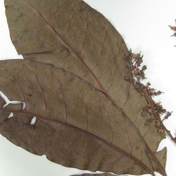 Arborescent Matayba (Matayba Arborescens) Care Guide: Water, Soil ...