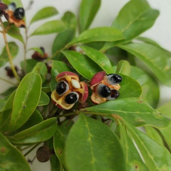 Matayba Elaeagnoides Plant Care & How to Grow, Water