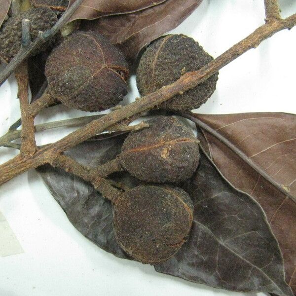 Matayba Guianensis Care Guide: Water, Soil & Propagation - Plantiary