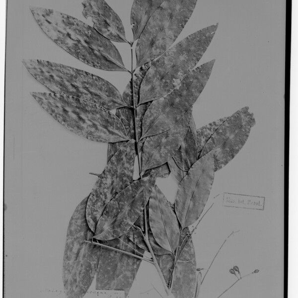 Matayba Spruceana Care Guide: Water, Soil & Propagation - Plantiary