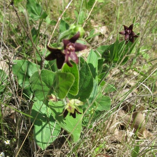 Matelea Biflora Plant Care & How to Grow, Water