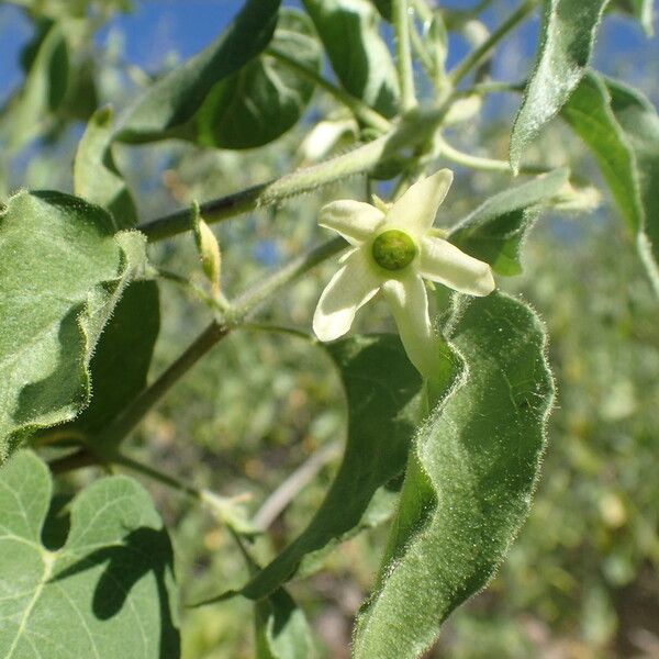 Matelea Cordifolia Care Guide: Water, Soil & Propagation - Plantiary