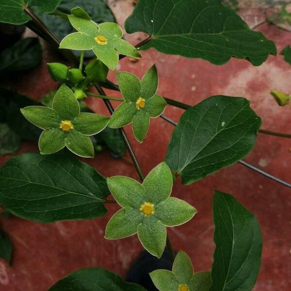 Matelea Denticulata Plant Care & How to Grow, Water