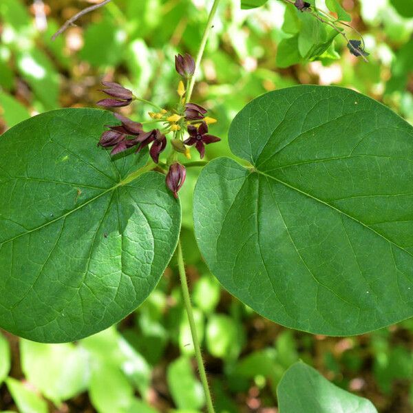 Plateau Milkvine (Matelea Edwardsensis) Plant Care & How to Grow, Water
