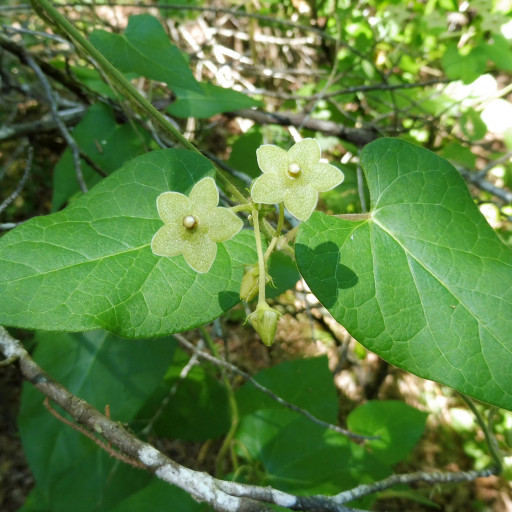 Green Milkweedvine (Matelea Reticulata) Plant Care & How to Grow, Water