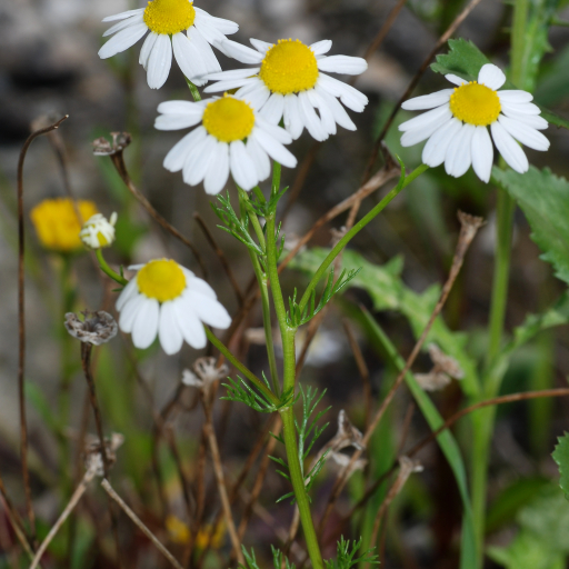 Matricaria Suaveolens Plant Care & How to Grow, Water