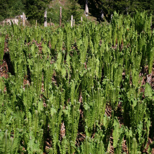 Ostrich Fern (Matteuccia Struthiopteris) Plant Care & How to Grow, Water