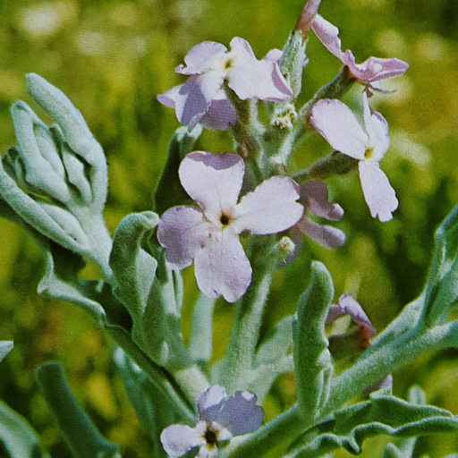 Thick-leaved Stock Of Beirut Plant Care & How to Grow, Water